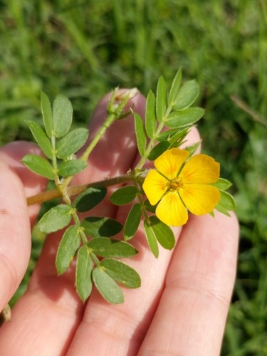Contrayerba (Kallstroemia parviflora) - PictureThis