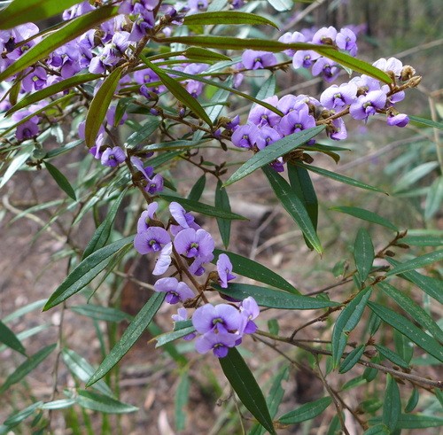 Hovea acutifolia - PictureThis