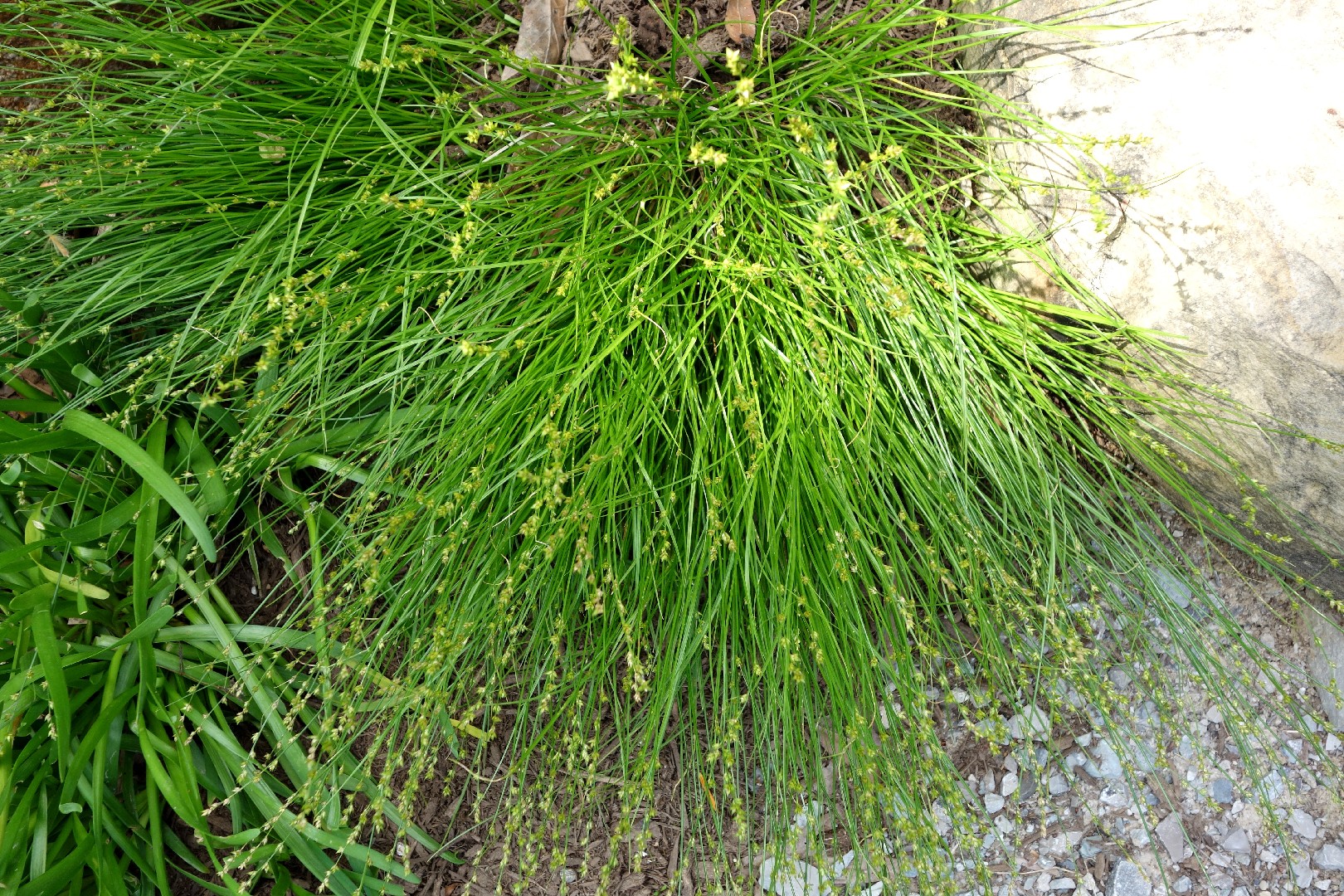 How to Plant and Grow Eastern star sedge(Carex radiata)