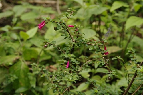 Coralillo (Fuchsia microphylla) - PictureThis