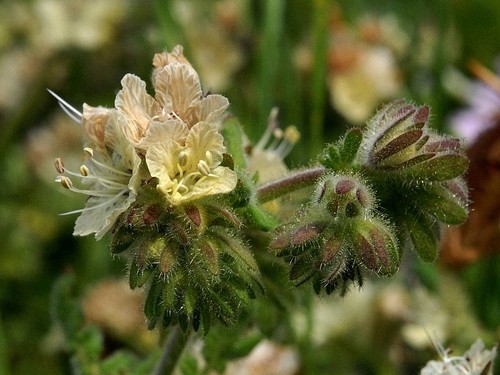 Distant phacelia (Phacelia distans) Flower, Leaf, Care, Uses - PictureThis