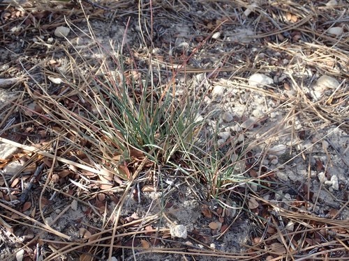 Sandberg's bluegrass (Poa secunda) Flower, Leaf, Care, Uses - PictureThis