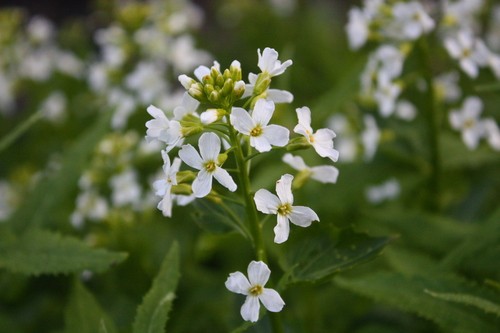 Cardamine cordifolia - PictureThis