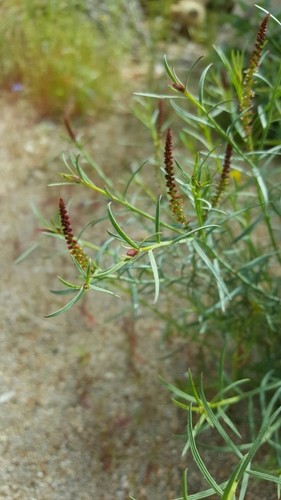 Stillingia linearifolia - PictureThis