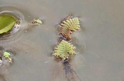 Helecho acuático africano (Azolla pinnata) - PictureThis