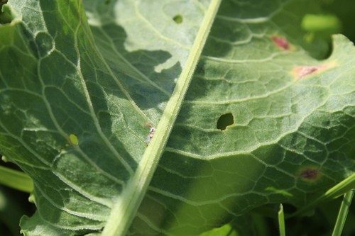 Rumex confertus - PictureThis