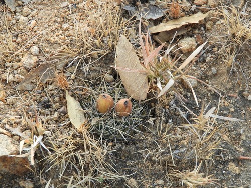 Coryphantha ottonis - PictureThis