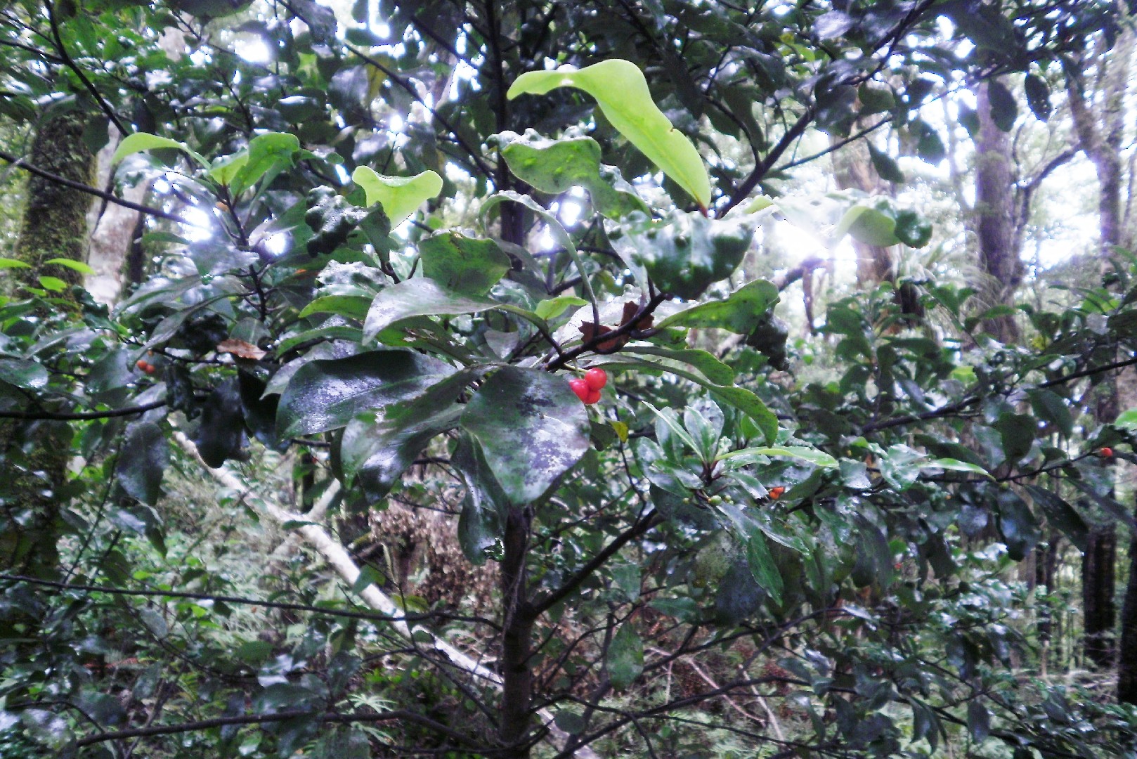 Pseudowintera axillaris - PictureThis