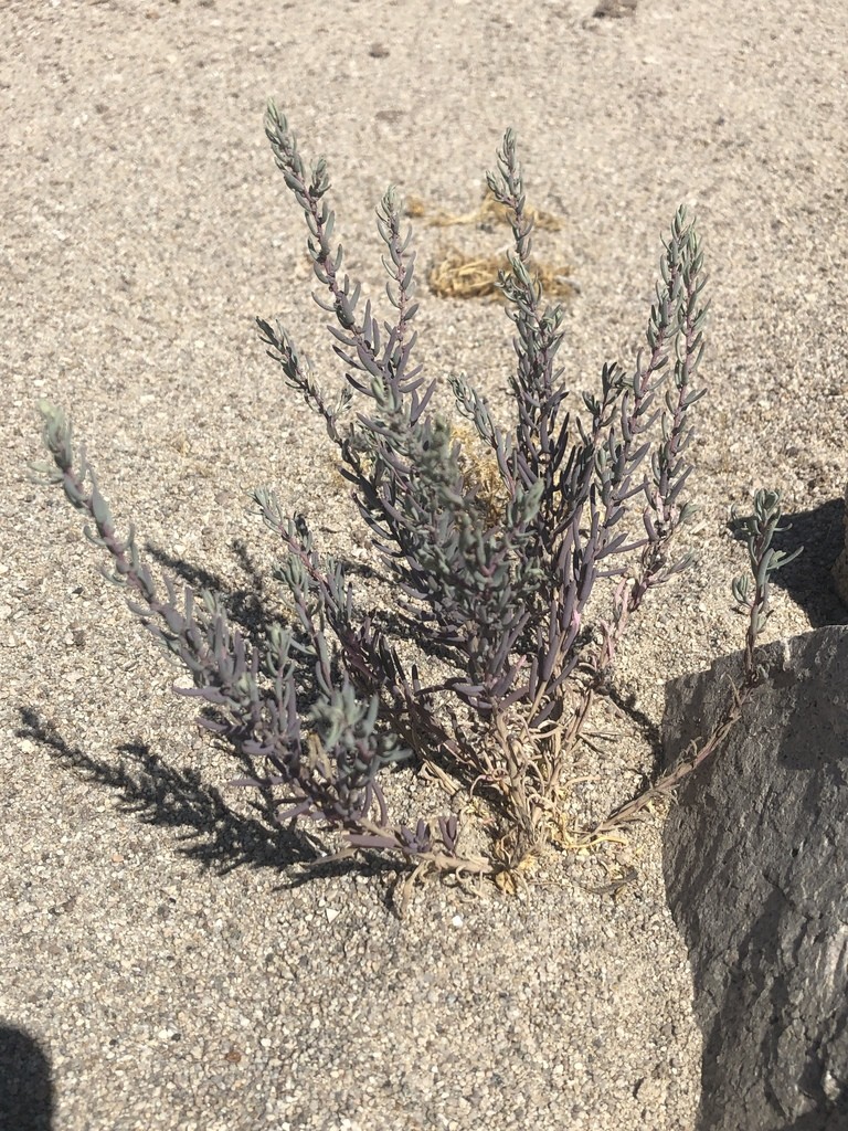 Seepweeds (Suaeda) Flower, Leaf, Care, Uses - PictureThis