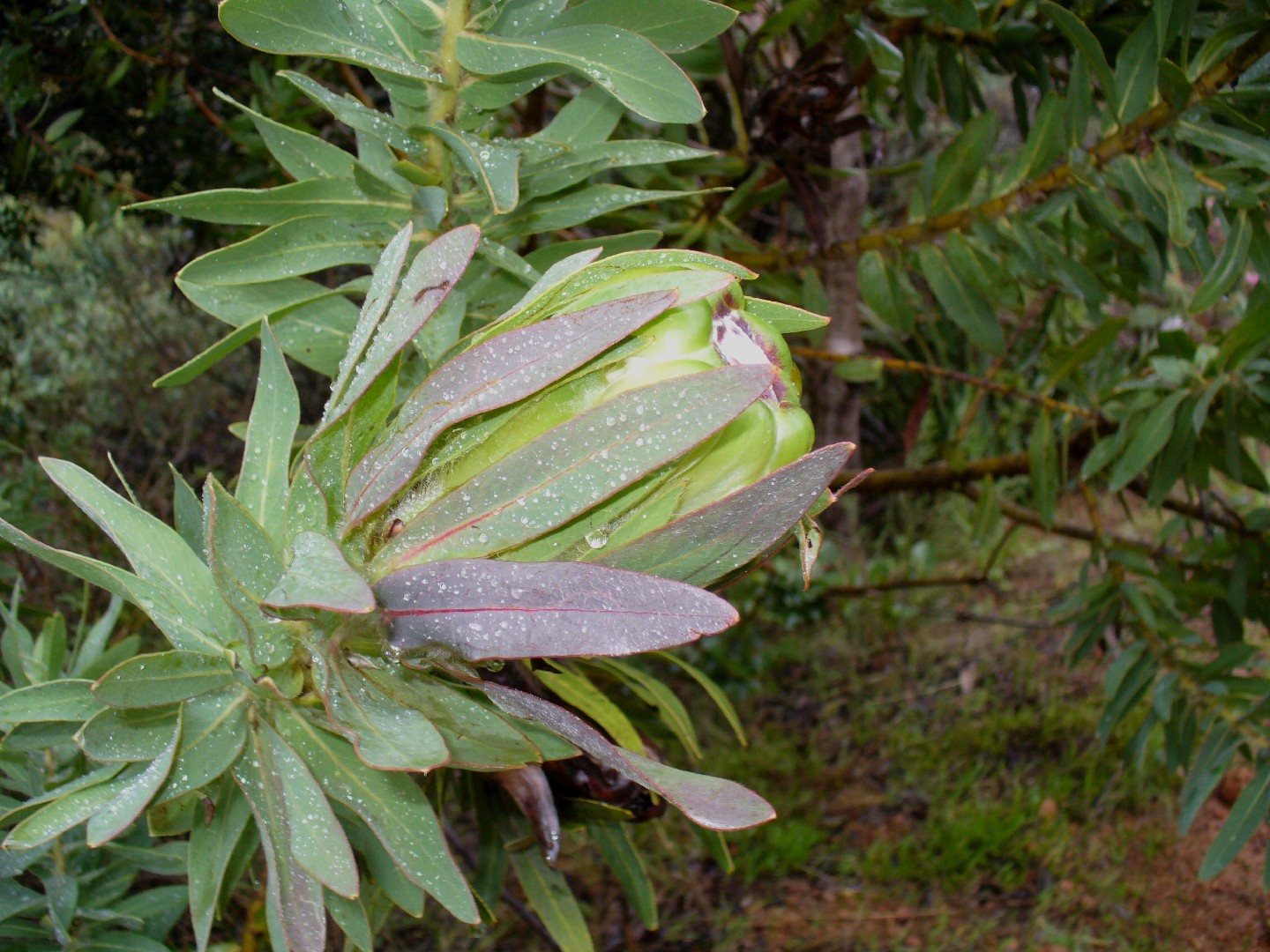 How to Plant and Grow Broad-leaf featherbush(Aulax umbellata)