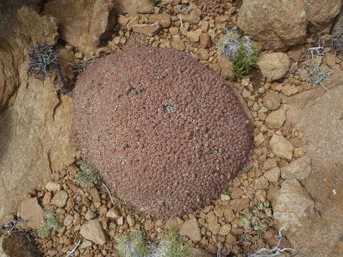 Euphorbia clavarioides - PictureThis