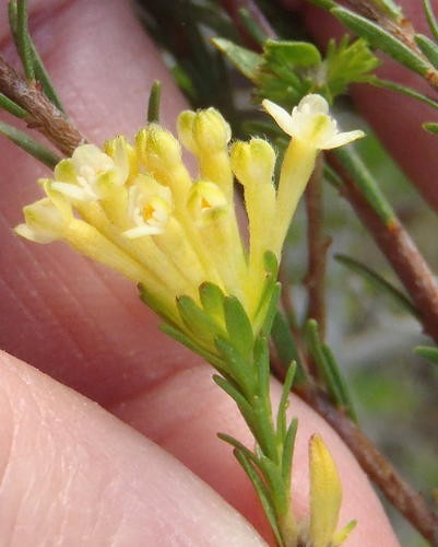 Gnidia squarrosa Flower, Leaf, Care, Uses - PictureThis