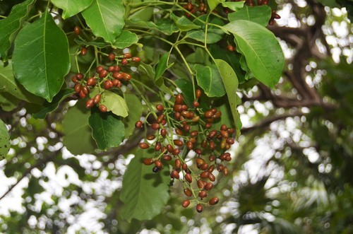 Metopium brownei - PictureThis