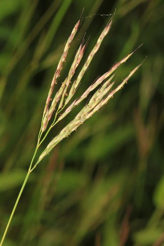 조개풀 (Arthraxon hispidus) - PictureThis