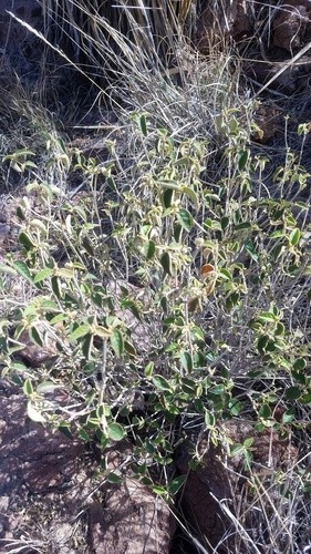 Bush croton (Croton fruticulosus) Flower, Leaf, Care, Uses - PictureThis