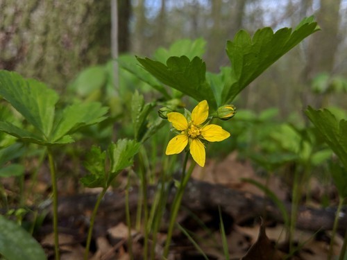 Golderdbeere (Geum fragarioides) - PictureThis