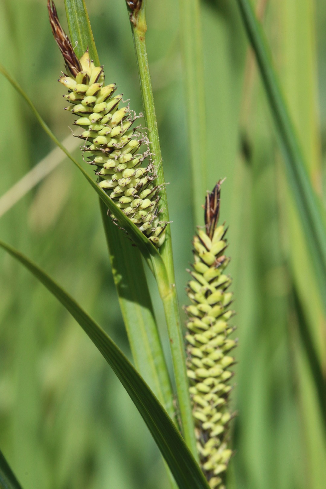 Nebraska sedge (Carex nebraskensis) Flower, Leaf, Care, Uses - PictureThis