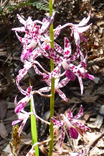 Dipodium variegatum - PictureThis