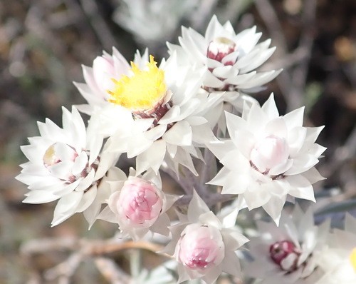 Syncarpha paniculata - PictureThis