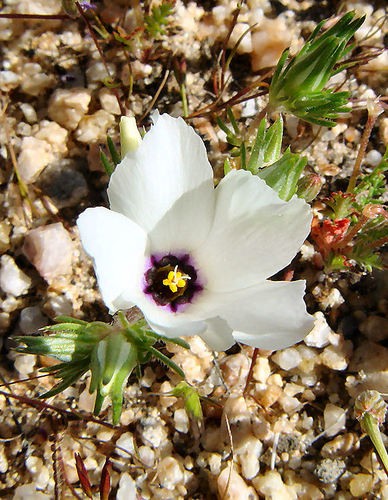 Linanthus parryae - PictureThis