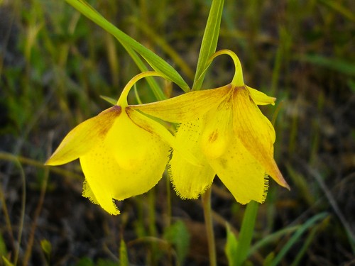 Mt. diablo fairy-lantern (Calochortus pulchellus) Flower, Leaf, Care ...