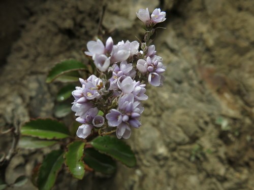 How to Grow and Care for New zealand lilac