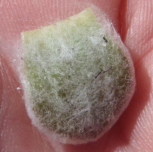 Syncarpha montana - PictureThis