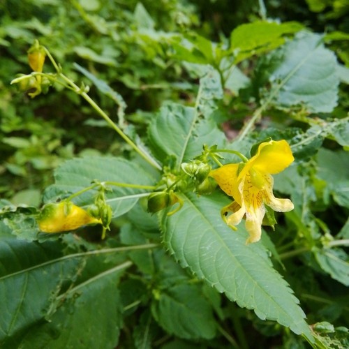 Buntes springkraut (Impatiens edgeworthii) - PictureThis