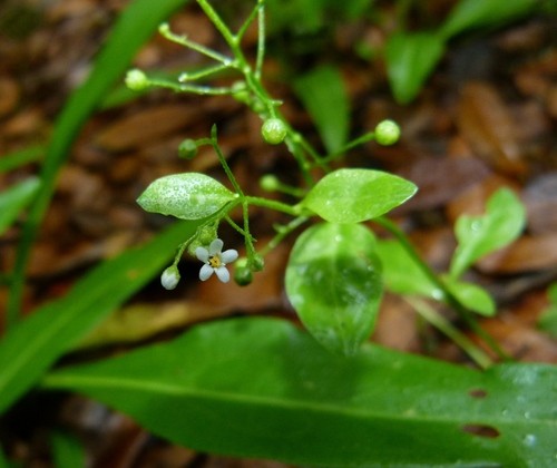 Samolus valerandi subsp. parviflorus - PictureThis