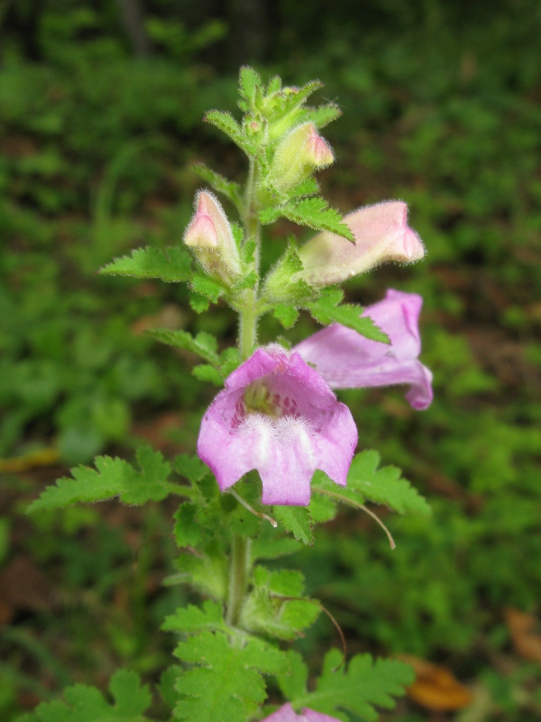 Phtheirospermum (Phtheirospermum) Flower, Leaf, Care, Uses - PictureThis