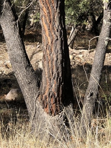 Ocote chino (Pinus leiophylla) - PictureThis