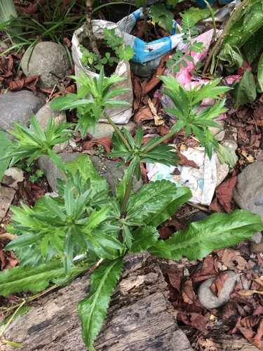 Culantro (Eryngium foetidum) Flower, Leaf, Care, Uses - PictureThis