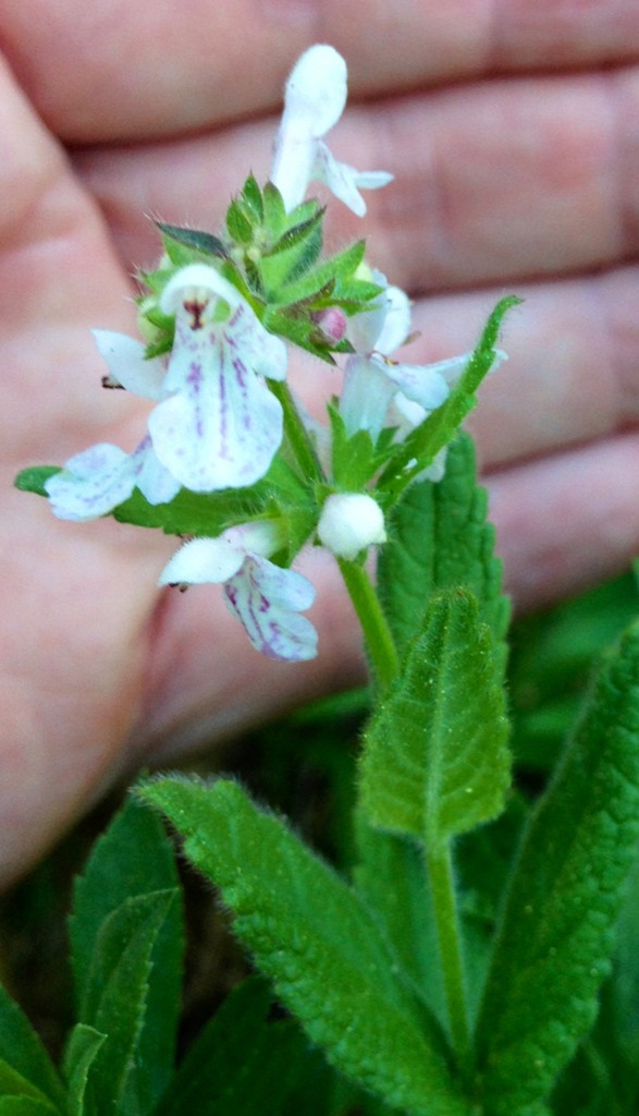 Stachys ajugoides - PictureThis