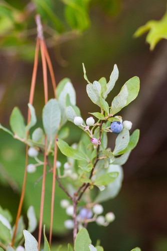 Confederate huckleberry Care (Watering, Fertilize, Pruning, Propagation ...