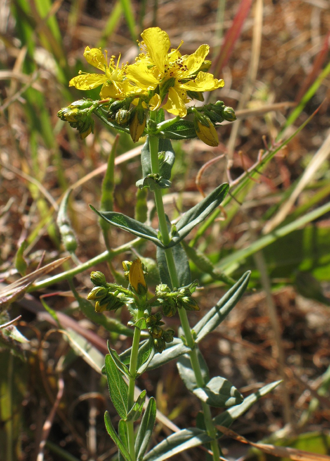 Pericón (Hypericum perfoliatum) - PictureThis