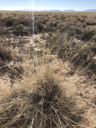 How to Plant and Grow Alkali sacaton(Sporobolus airoides)