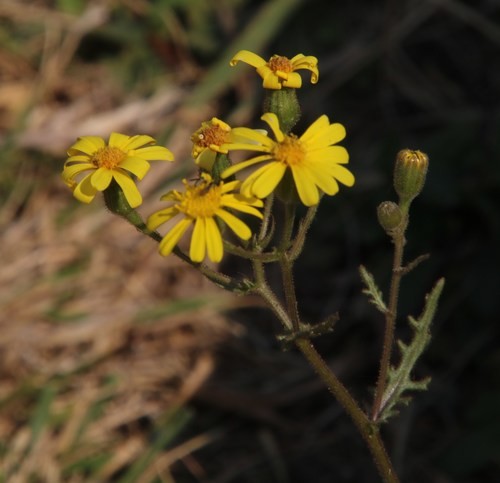 Wooly Ragwort