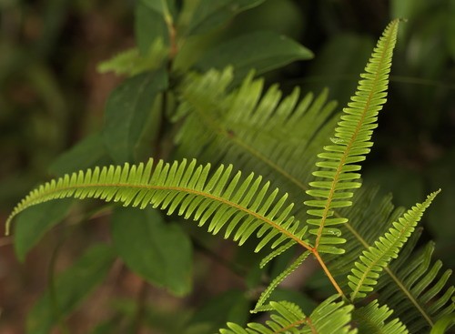 Dicranopteris pedata - PictureThis