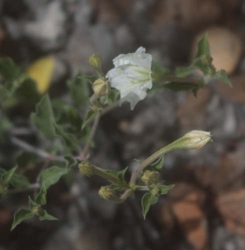 Trompeta de Ángel (Acleisanthes longiflora) - PictureThis