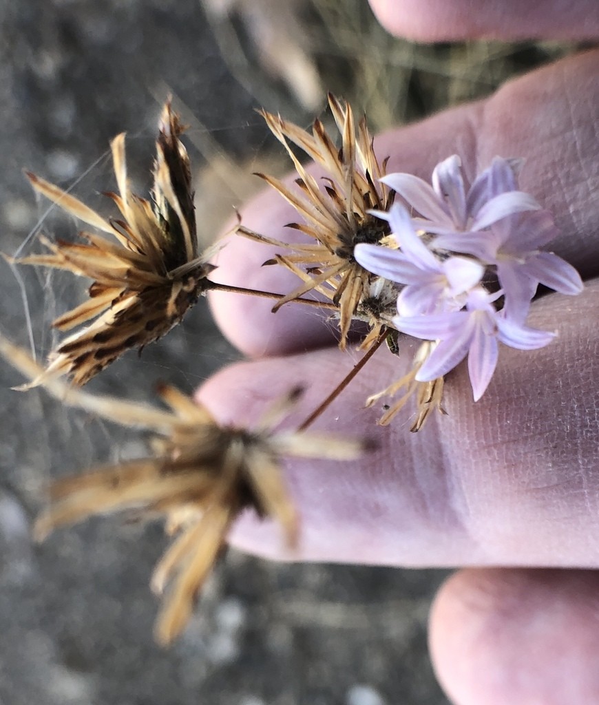 Lessingia leptoclada - PictureThis