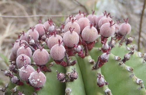 Euphorbia polygona - PictureThis