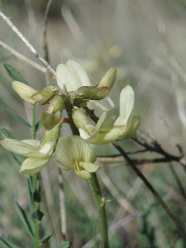 Astragalus filipes - PictureThis