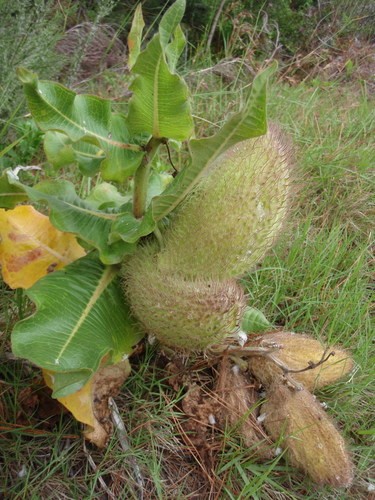 🍀 How to Grow and Care for Xysmalobium undulatum