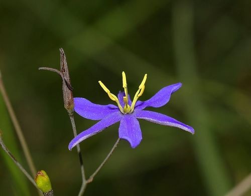 Thelionema caespitosum - PictureThis