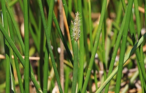 Tall spike sedge (Eleocharis sphacelata) Flower, Leaf, Care, Uses ...