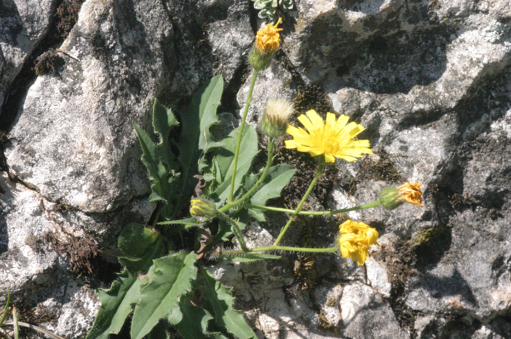 Hieracium humile - PictureThis