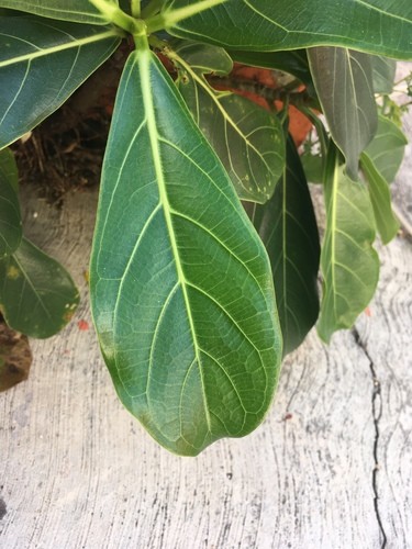 Higuerón (Ficus obtusifolia) - PictureThis