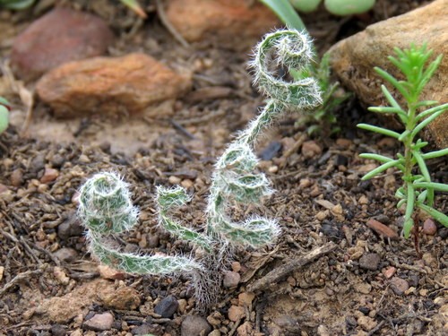 Gethyllis villosa - PictureThis