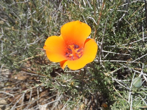 Calochortus kennedyi var. kennedyi - PictureThis