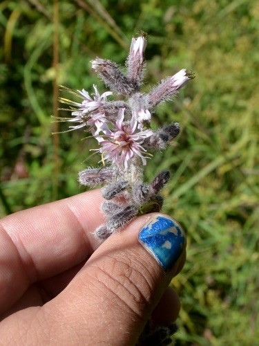 Nabalus racemosus - PictureThis